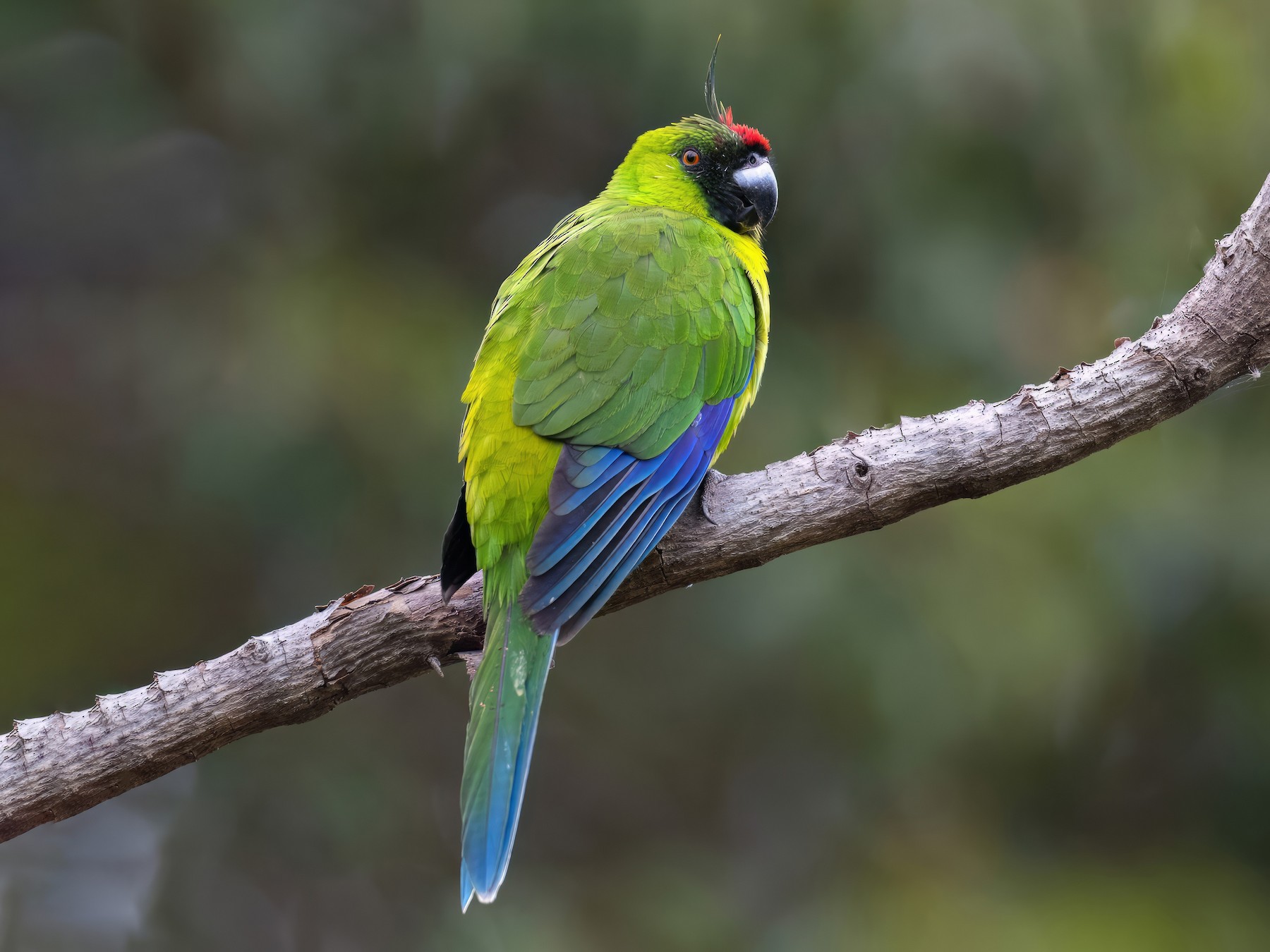 Ouvea Parakeet - eBird
