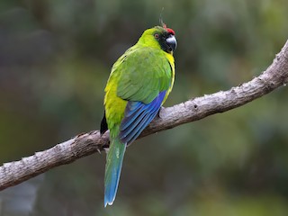 Ouvea Parakeet - eBird