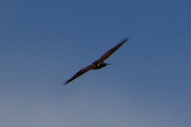 eBird Checklist - 17 Sep 2023 - Miller SP--Pack Monadnock - 33 species ...
