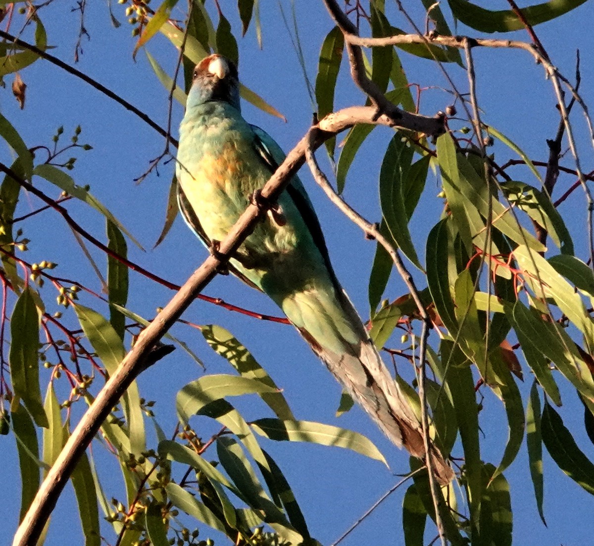 eBird Checklist - 5 Sep 2023 - Balonne River Walk (St George) - 20 species