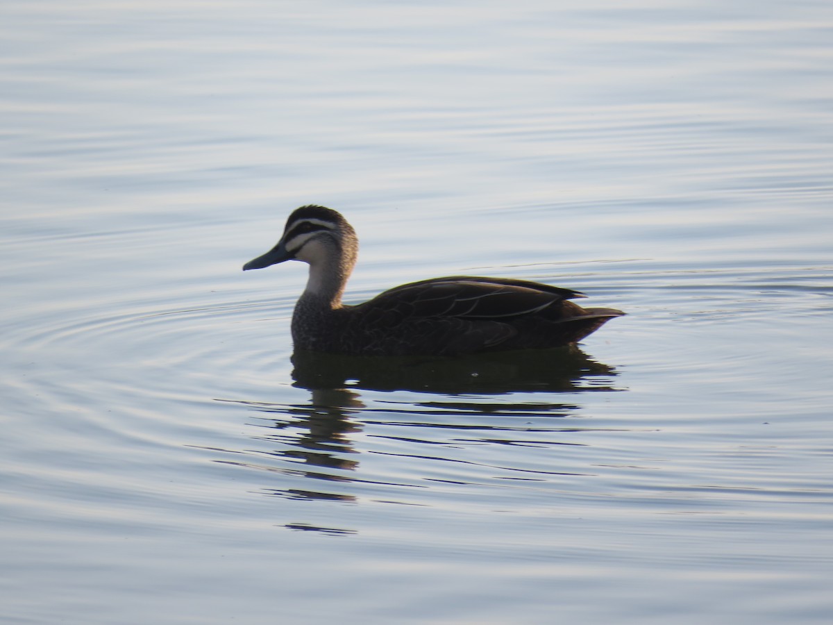 eBird Checklist - 18 Sep 2023 - Coombs pond - 26 species