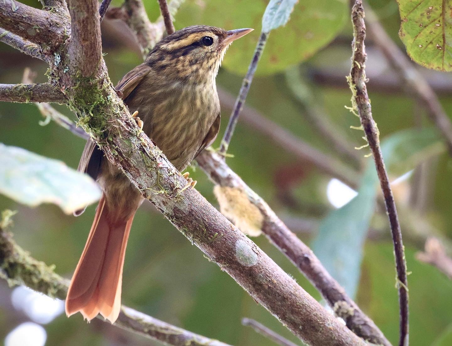 Bahia Treehunter (undescribed form) - eBird