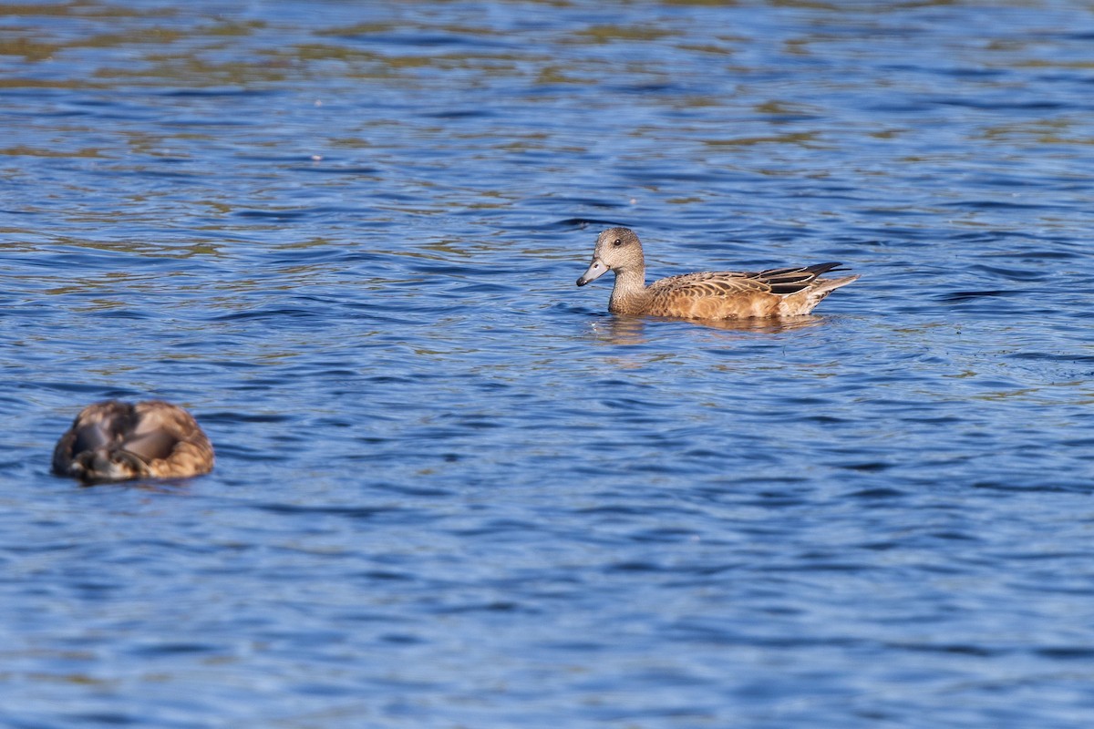 eBird Checklist - 17 Sep 2023 - Parker River NWR--Hellcat Dike - 17 species