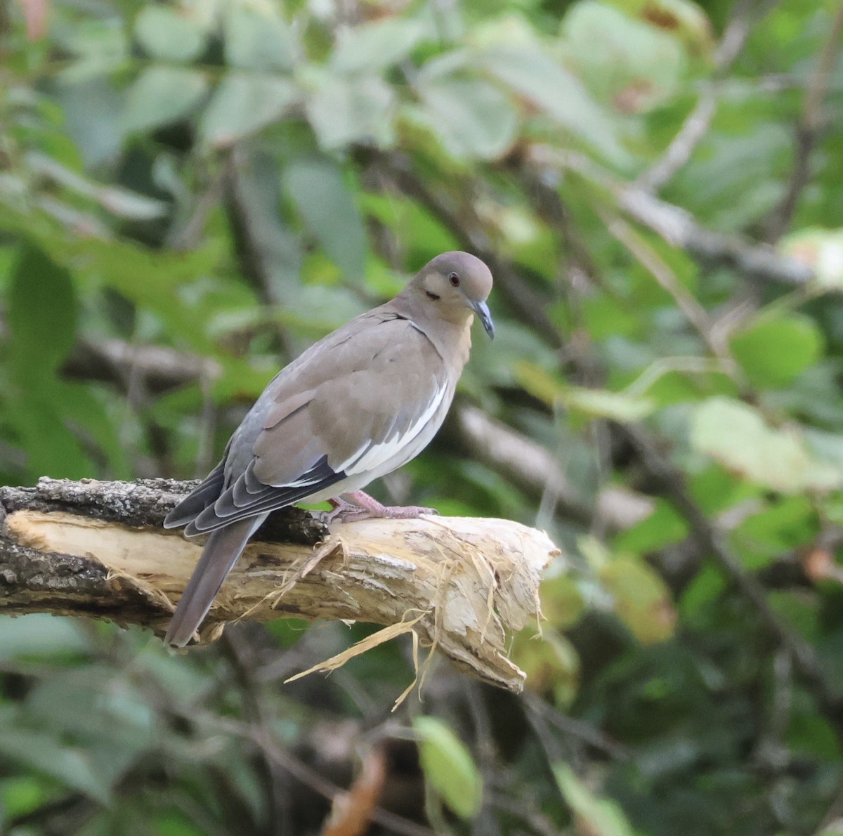 eBird Checklist - 12 Sep 2023 - Zilker Metro Park--Barton Springs area ...