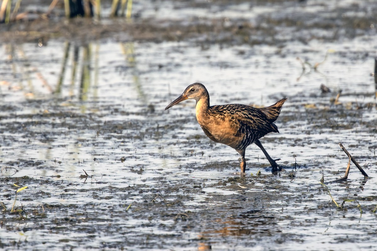 eBird Checklist - 21 Jul 2022 - Frank Shoemaker Marsh - 26 species