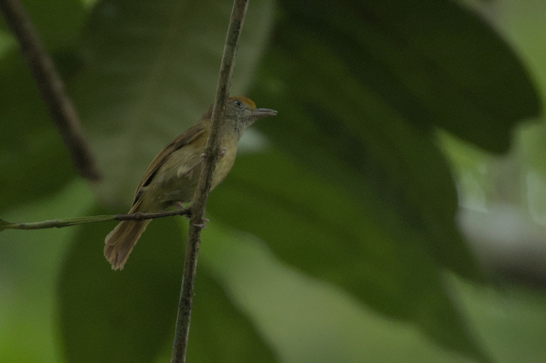 Tawny-crowned Greenlet (Tawny-crowned) - eBird