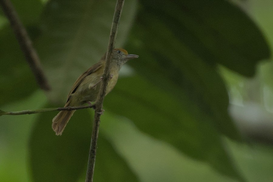 Tawny-crowned Greenlet (Tawny-crowned) - eBird