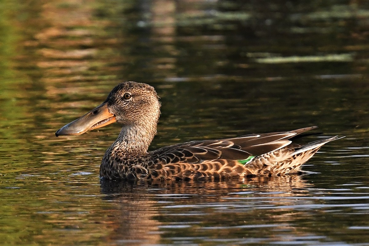 eBird Checklist - 18 Sep 2023 - Big Lake--John E. Poole Wetland - 12 ...