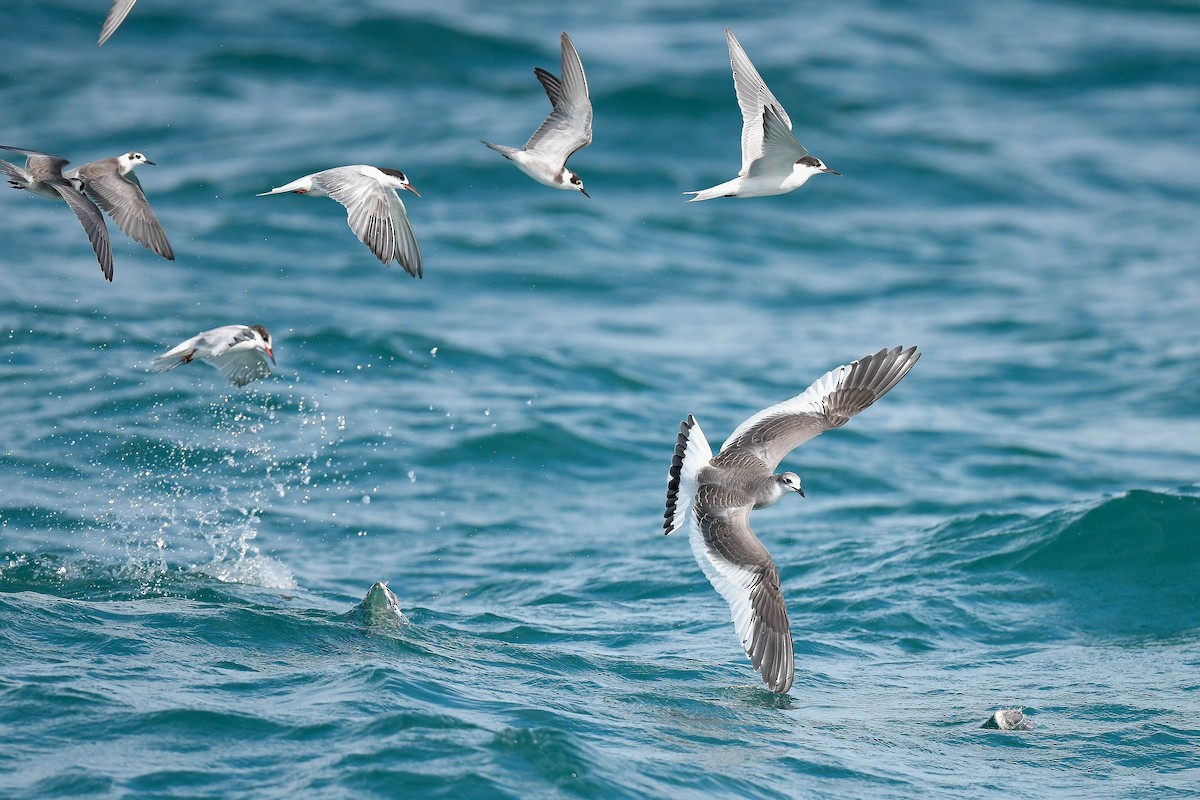 ML608987367 - Sabine's Gull - Macaulay Library