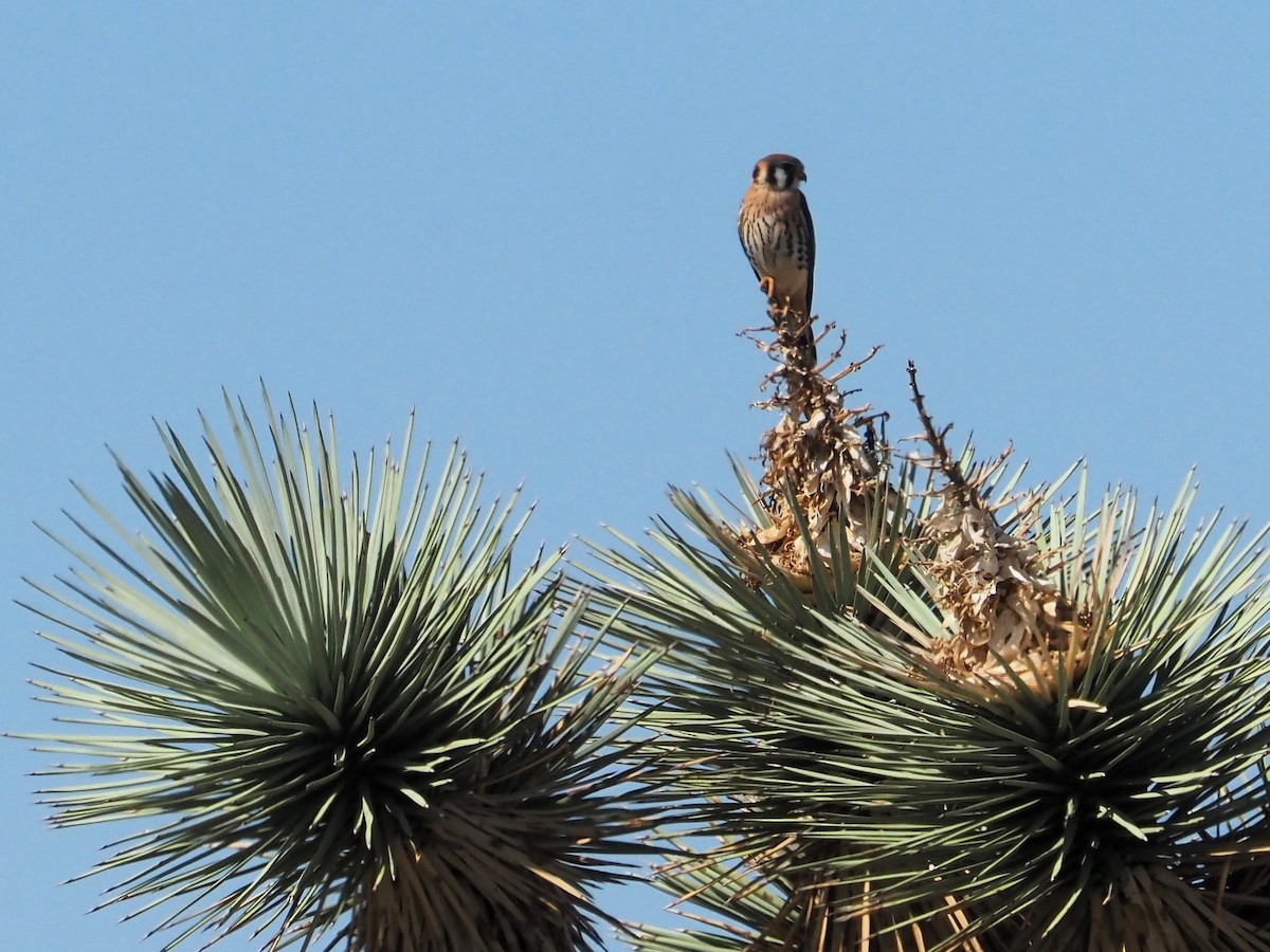 eBird Checklist - 17 Sep 2023 - Piute Ponds (permit required) - 46 ...