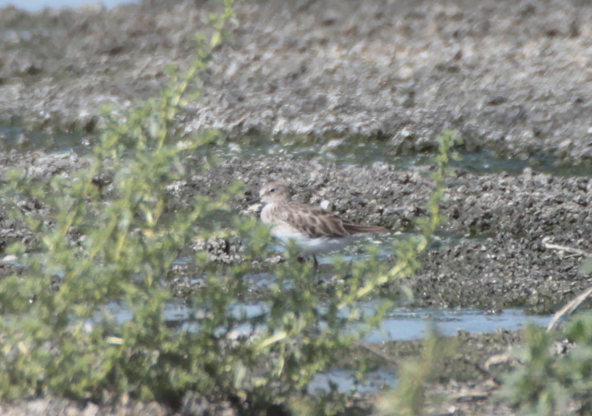 eBird Checklist - 18 Sep 2023 - Tracy WTP - 1 species