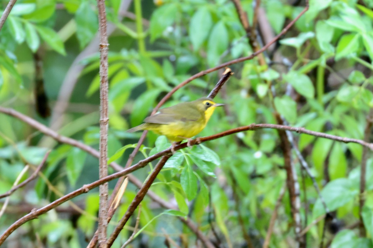 eBird Checklist - 18 Sep 2023 - Loxahatchee NWR - 6 species