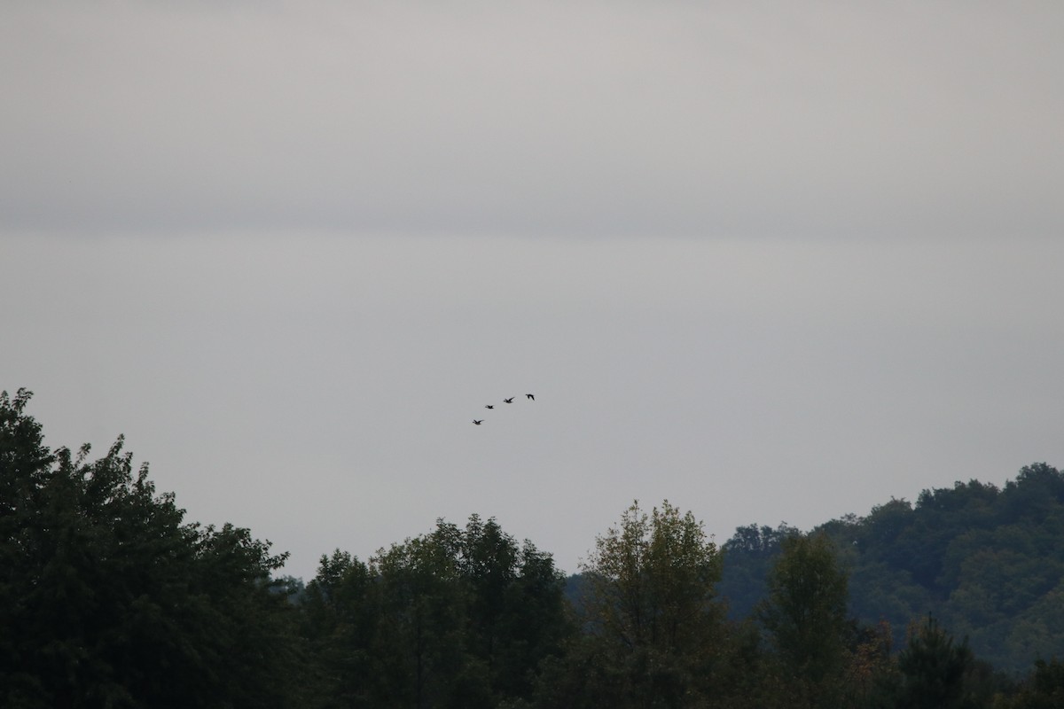 eBird Checklist - 18 Sep 2023 - Lake Champlain, Willsboro US-NY (44. ...