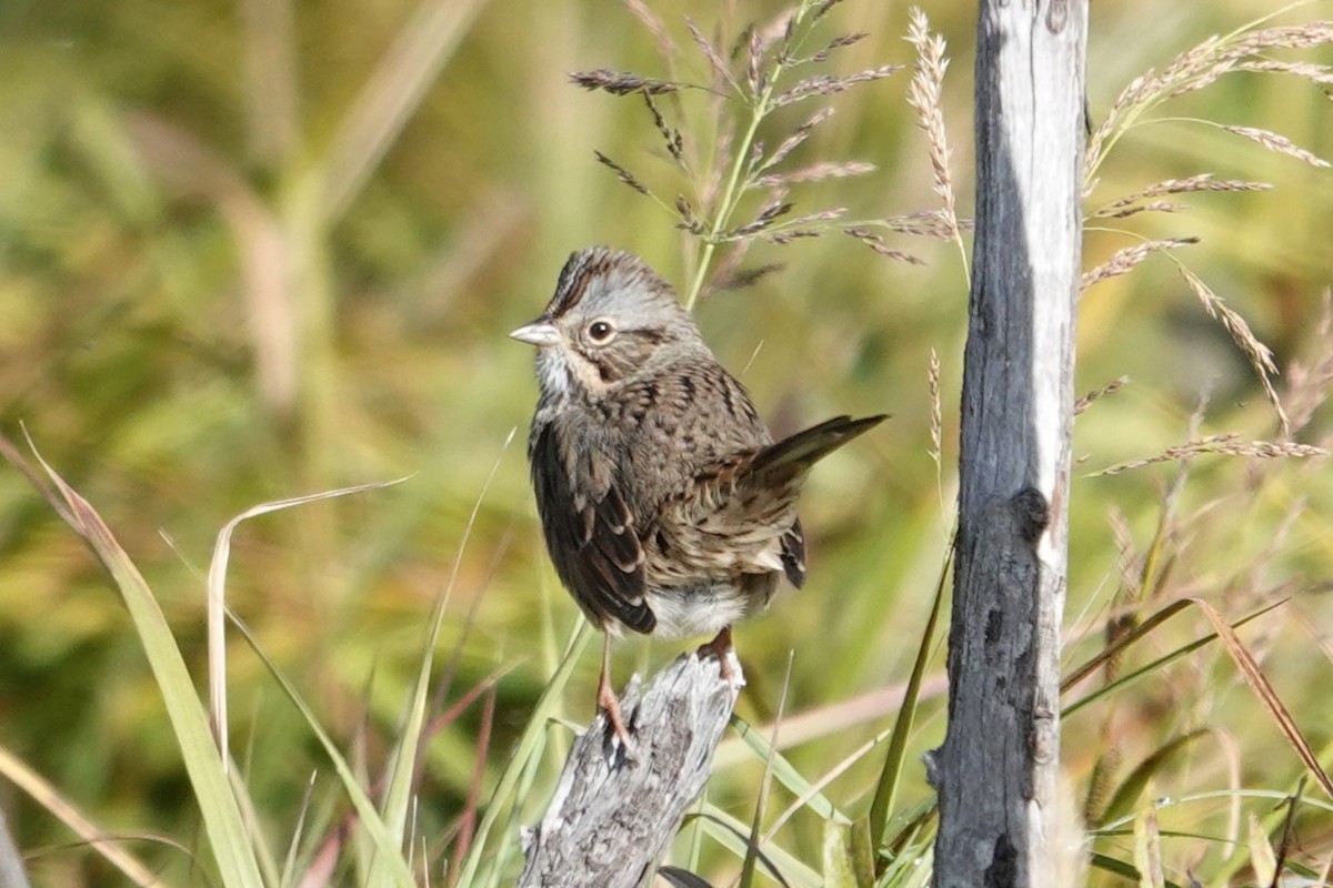 eBird Checklist - 18 Sep 2023 - Rocky Mountain NP--Bowen Gulch Meadows ...