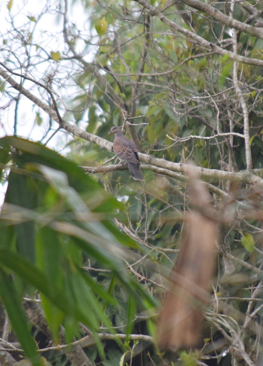 eBird Checklist - 2 Apr 2022 - Sankhu - Manichud - Sundarijal Hike - 8 ...