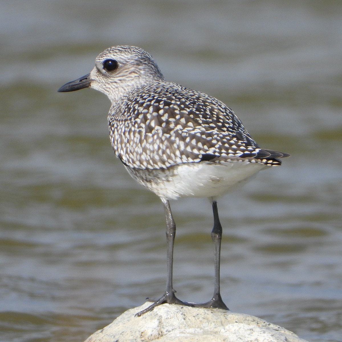 eBird Checklist - 18 Sep 2023 - Cooking Lake - 9 species