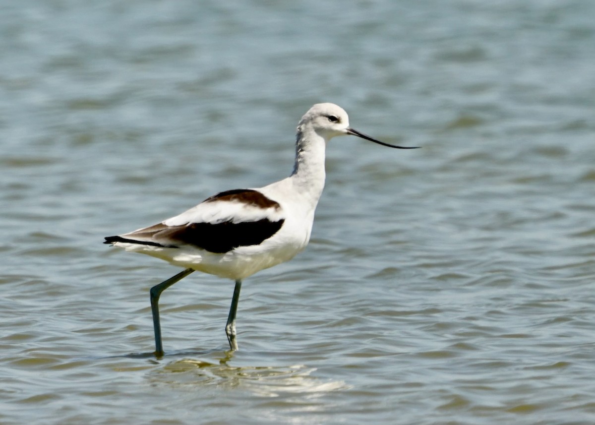 eBird Checklist - 18 Sep 2023 - Lake Ray Hubbard--Wynn Joyce Pk - 30 ...