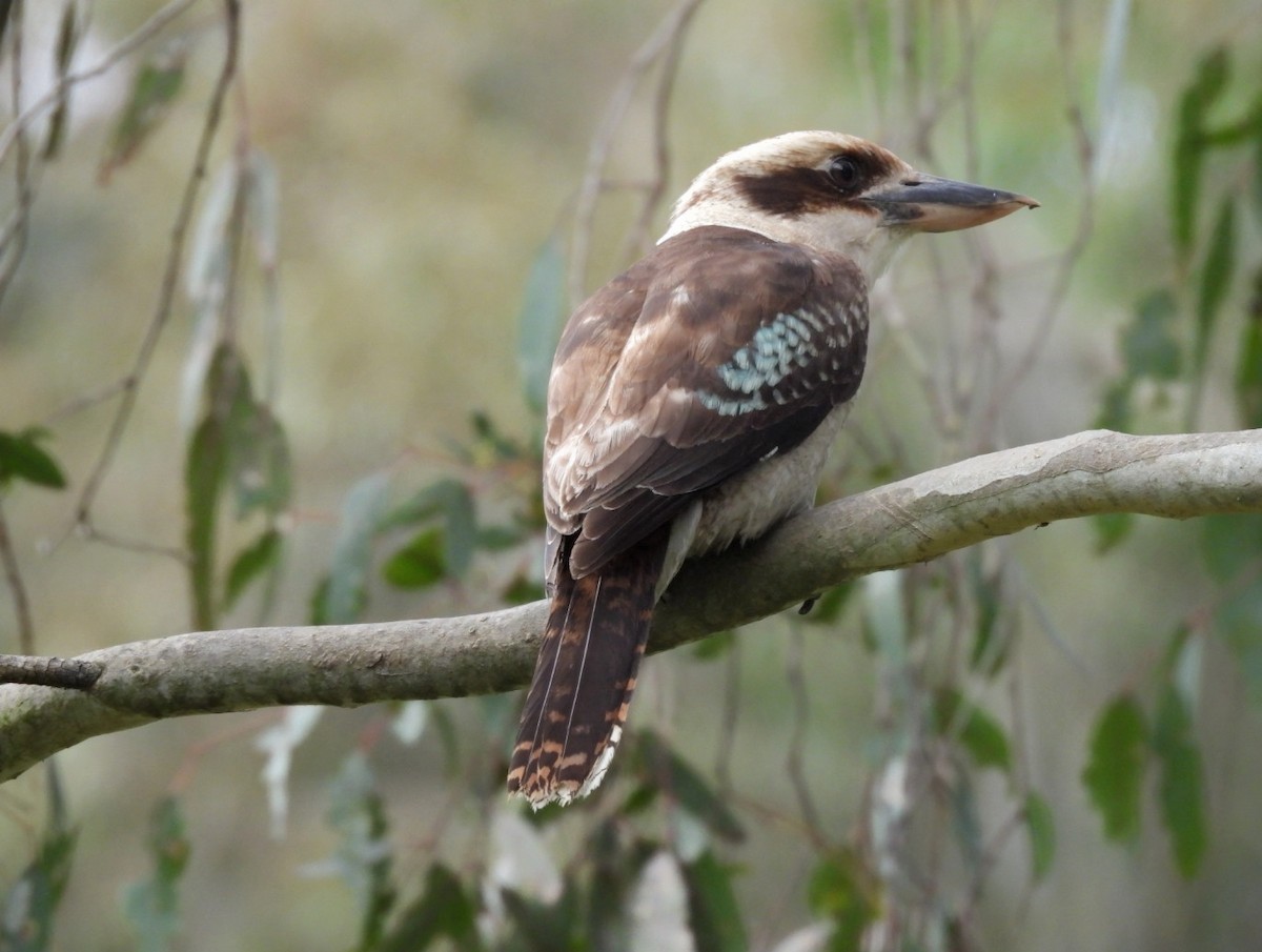 eBird Checklist - 19 Sep 2023 - Banyule Flats Reserve - 45 species