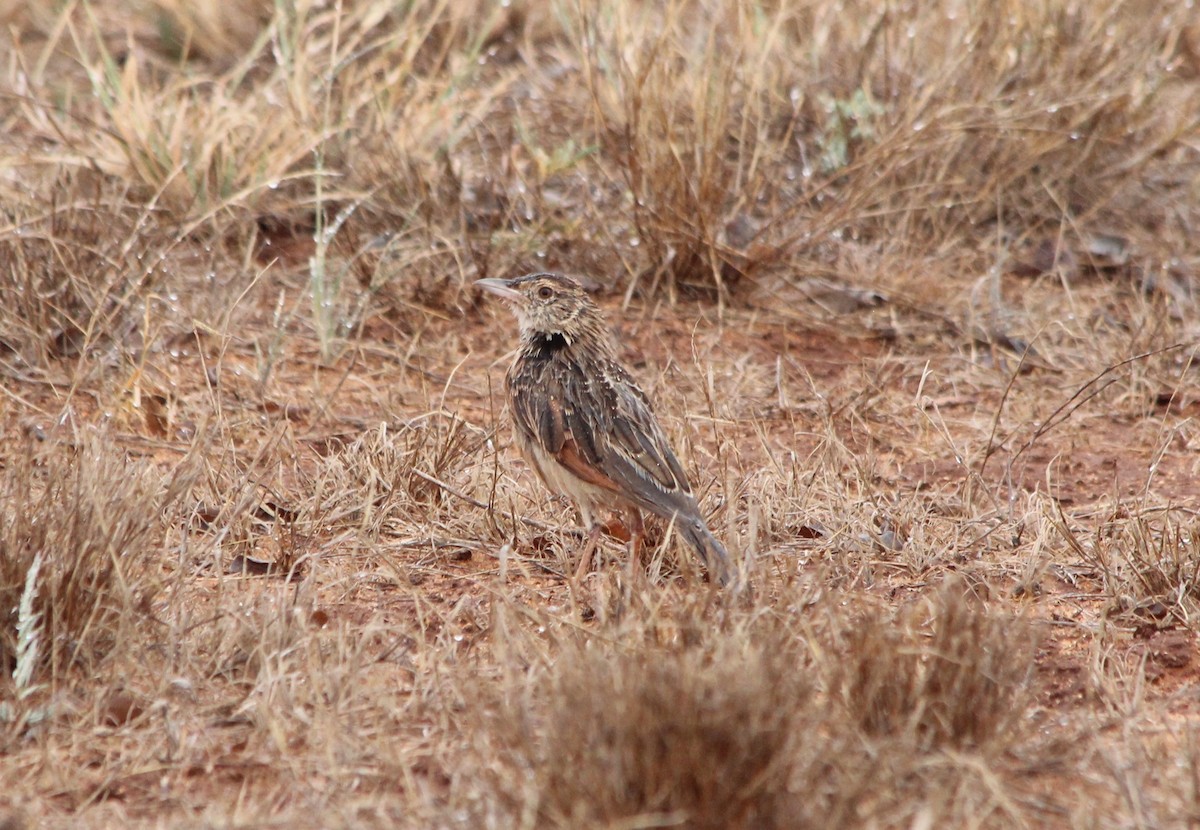 Red-winged Lark - Mirafra hypermetra - Birds of the World
