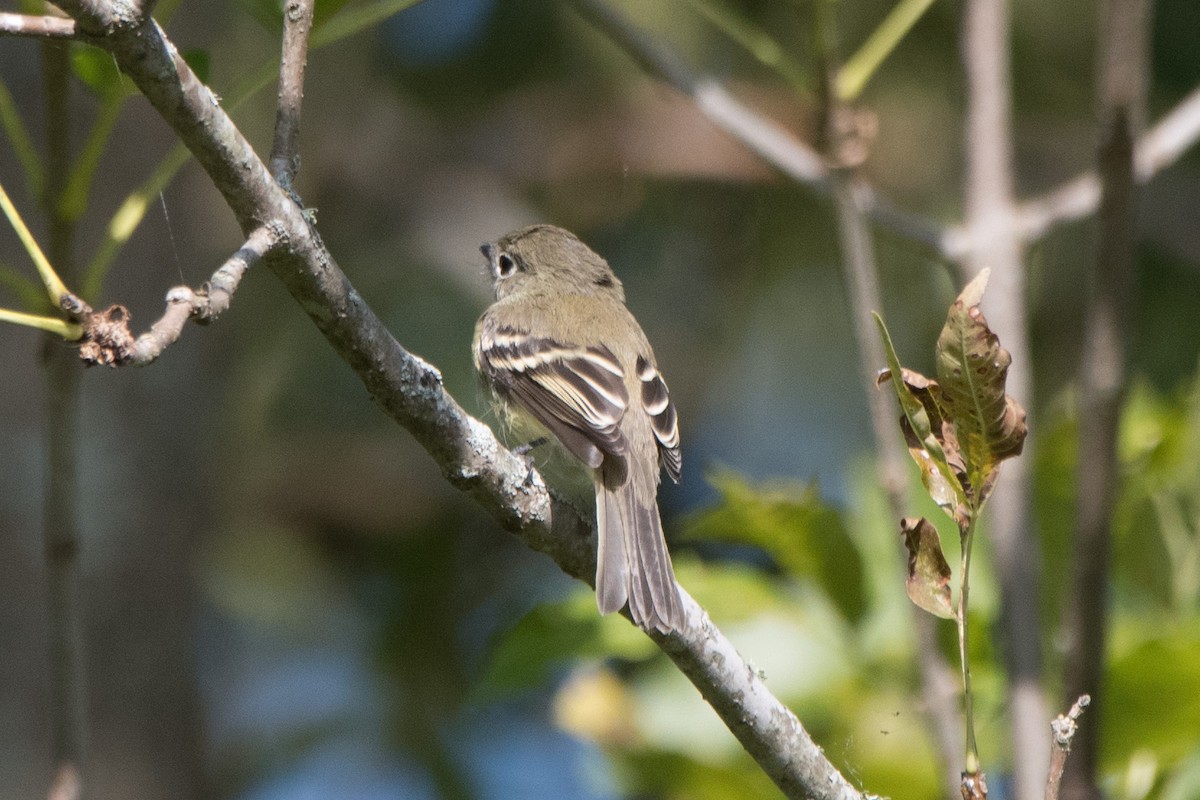 eBird Checklist - 18 Sep 2023 - Edgar Evins SP - 42 species