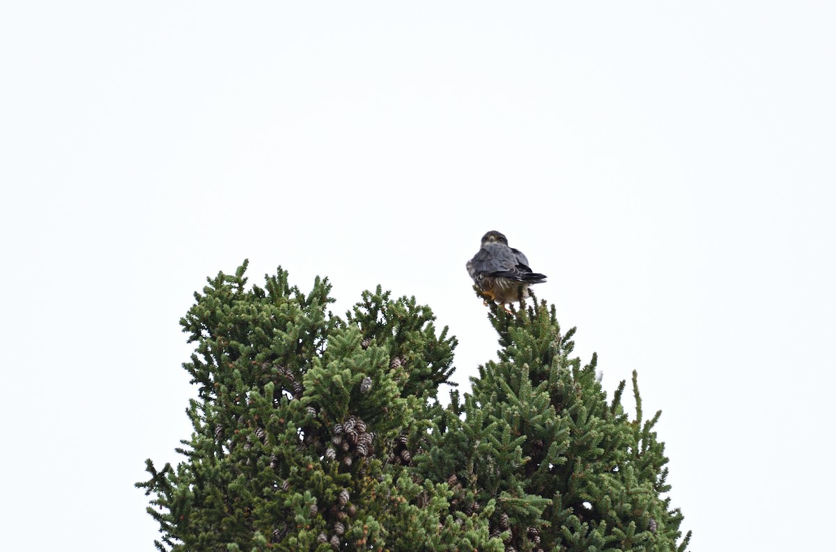 eBird Canada Checklist - 19 Sep 2023 - HVGB--Birch Island Hydro Road ...