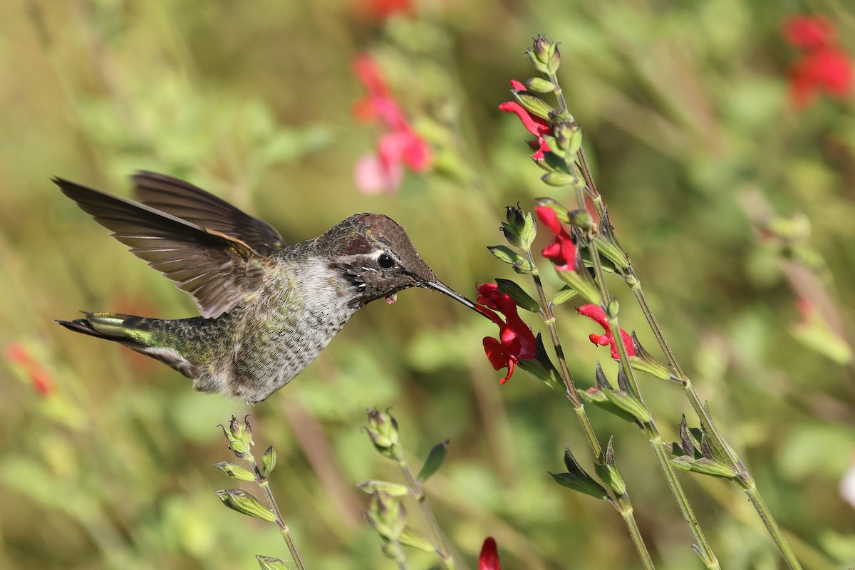 eBird Checklist - 19 Sep 2023 - Home Alta Mesa Rd-Wilton - 16 species