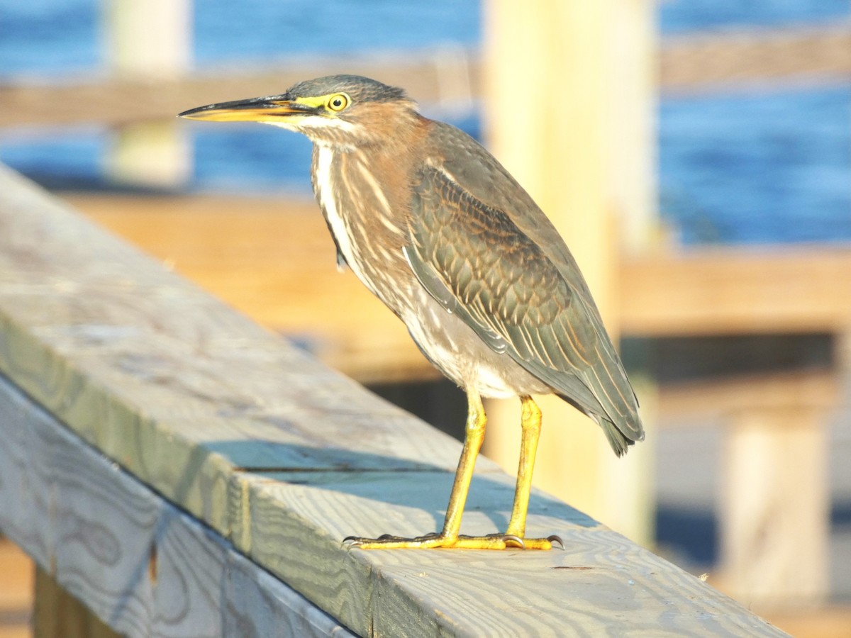 eBird Checklist - 19 Sep 2023 - **Back Bay NWR - 62 species