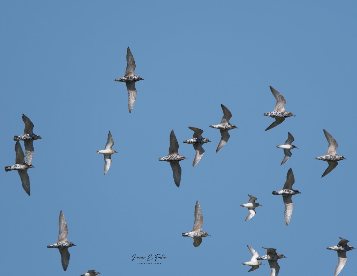 eBird Checklist - 19 Sep 2023 - Caroni Rice Fields - 27 species