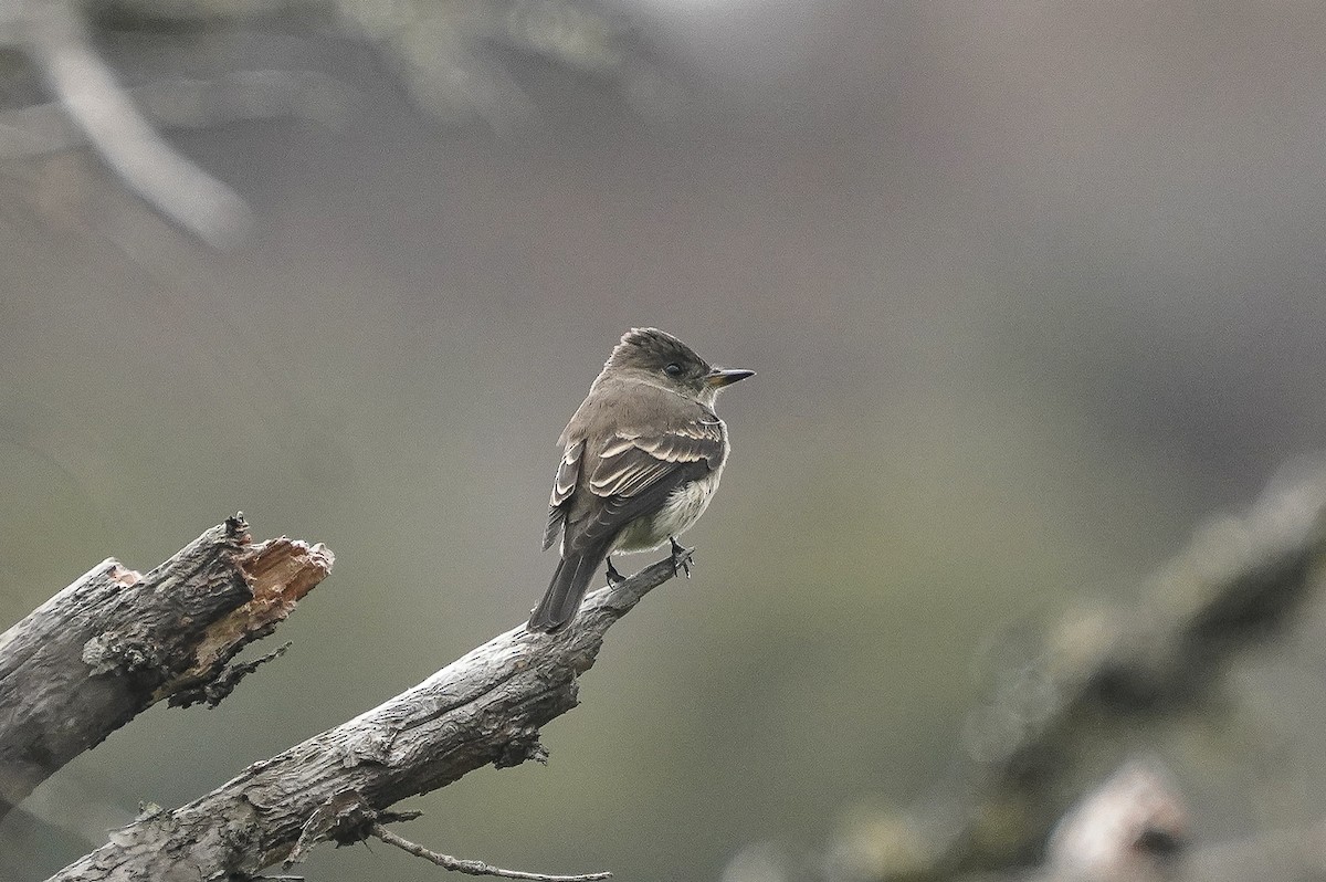 eBird Checklist - 19 Sep 2023 - Rodeo Lagoon - 51 species