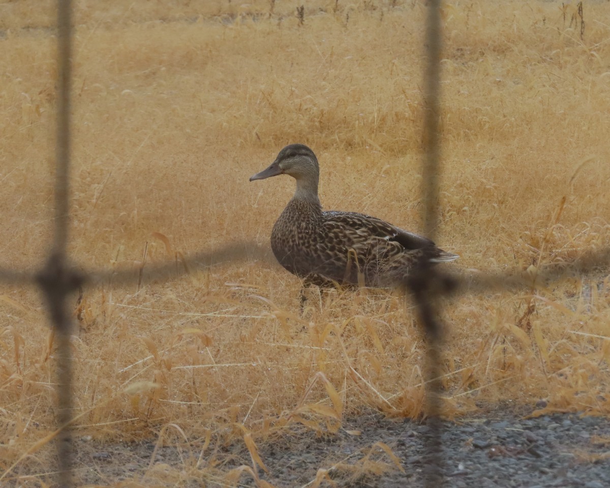 eBird Québec Checklist - 19 Sep 2023 - Station d'épuration, Cap St ...