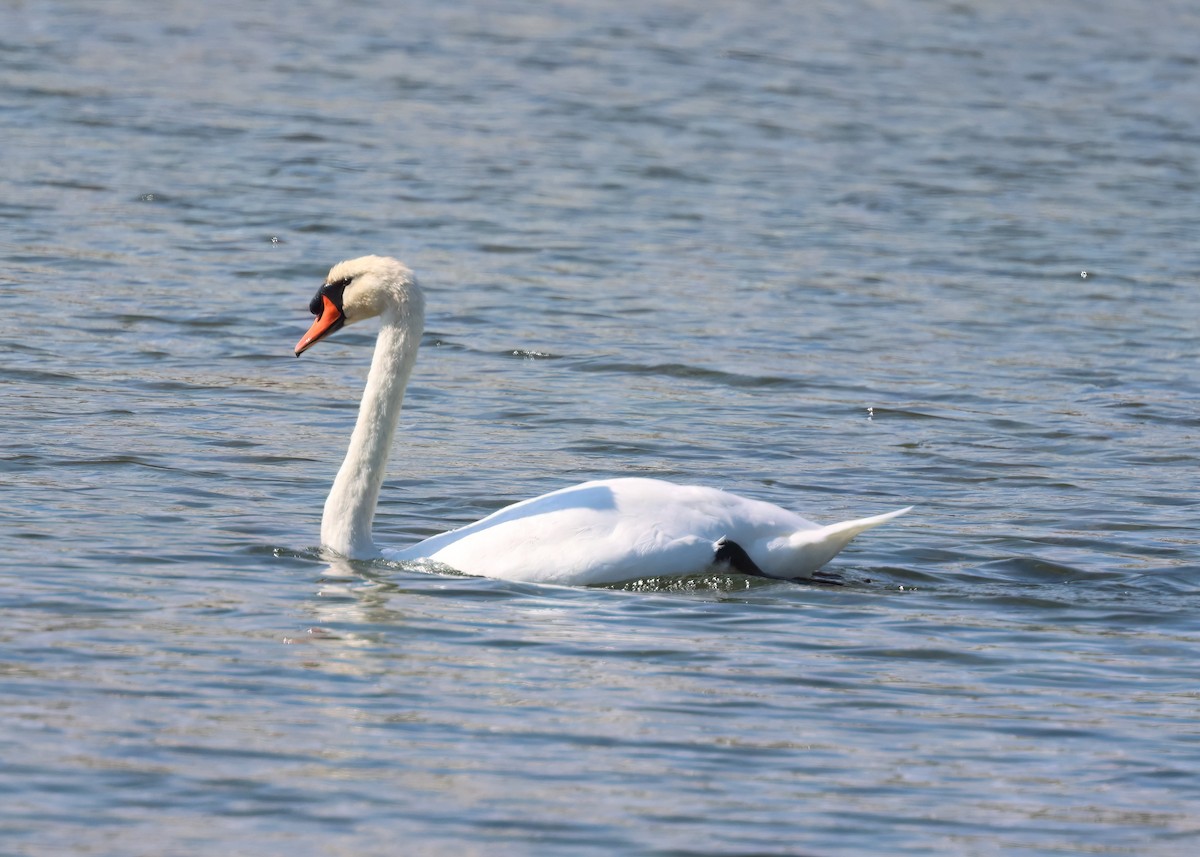 eBird Checklist - 19 Sep 2023 - Collingwood--Hen & Chicken Island ...
