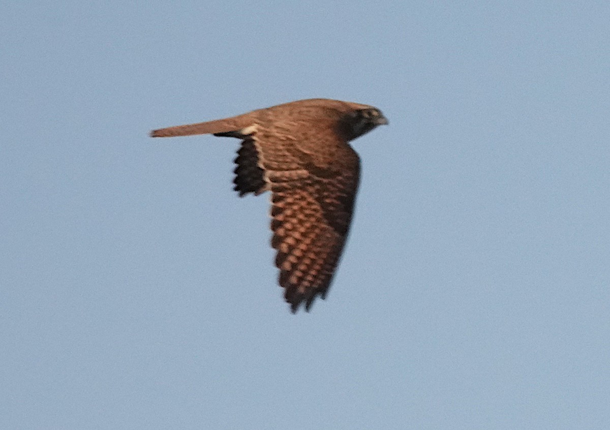 eBird Checklist - 10 Sep 2023 - Bowra Wildlife Sanctuary--Bore Drain ...
