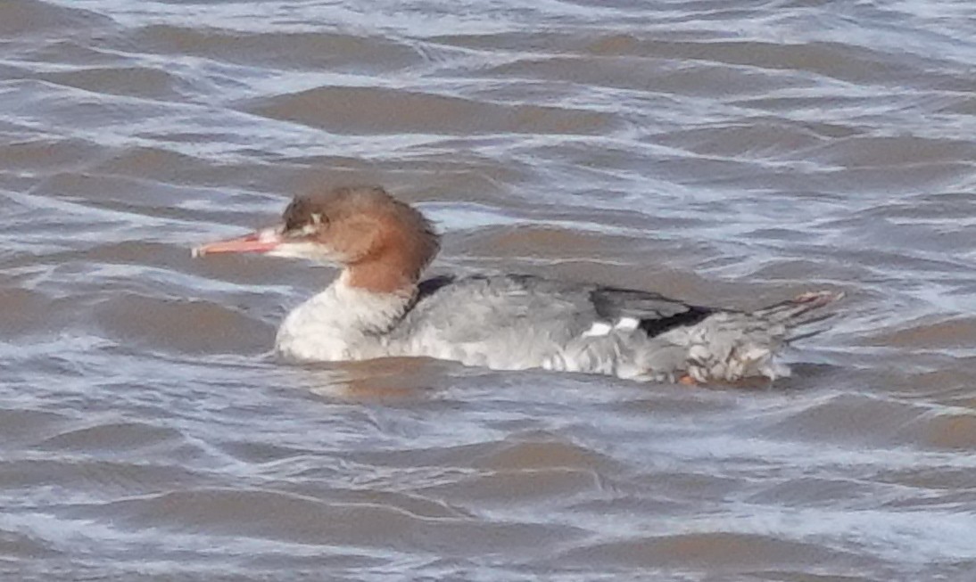 eBird Checklist - 20 Sep 2023 - River Clwyd in Rhuddlan - 9 species