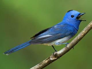 Monarch Bird White Capped Monarch EBird