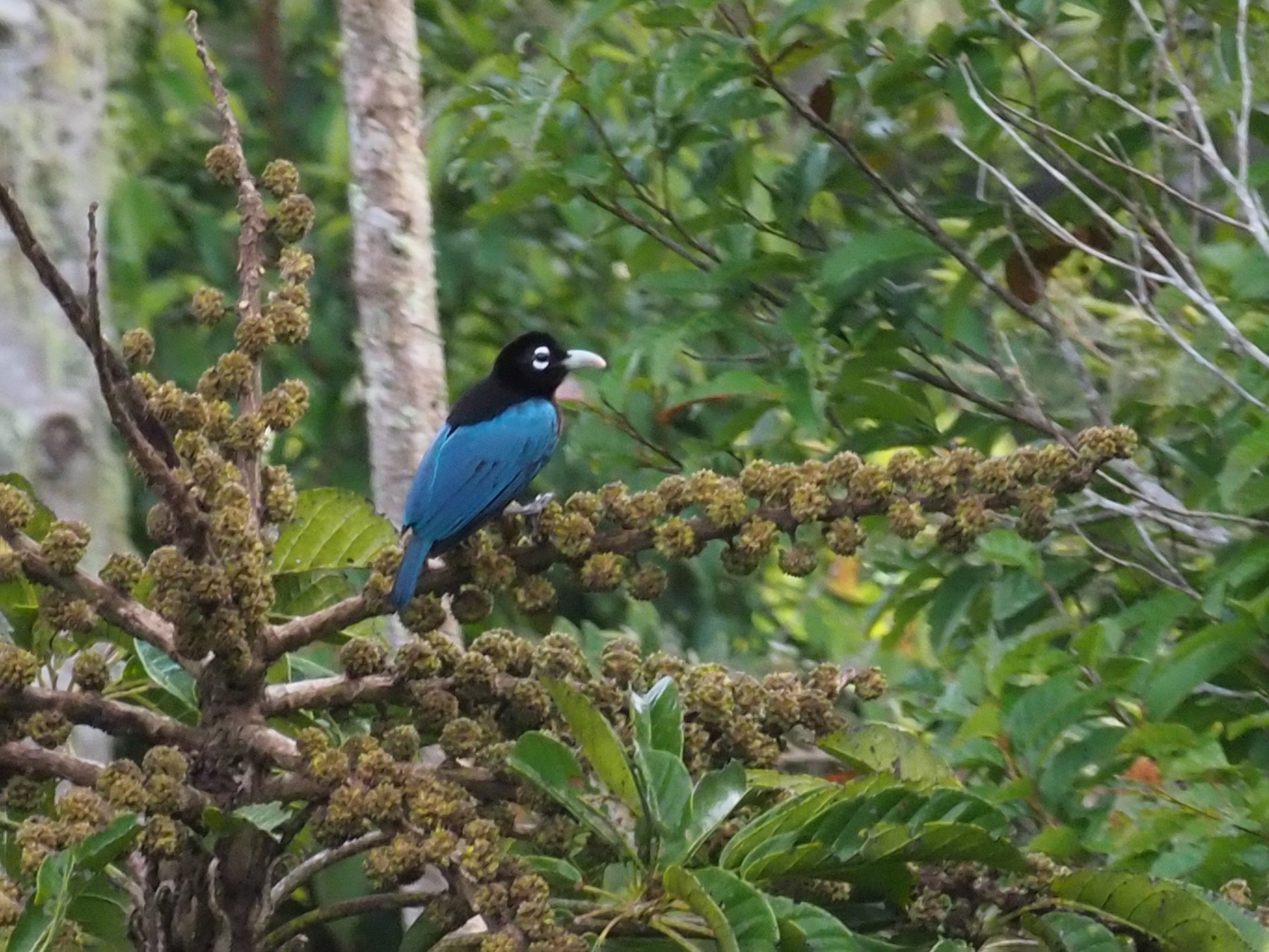 The Blue Bird Of Paradise