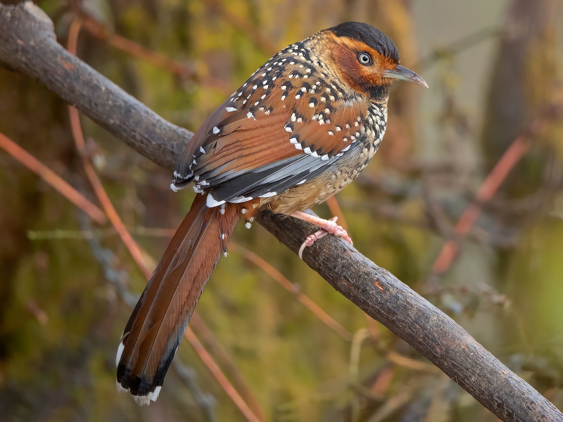 Charlatán ocelado - eBird