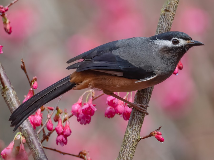 White-eared Sibia - eBird
