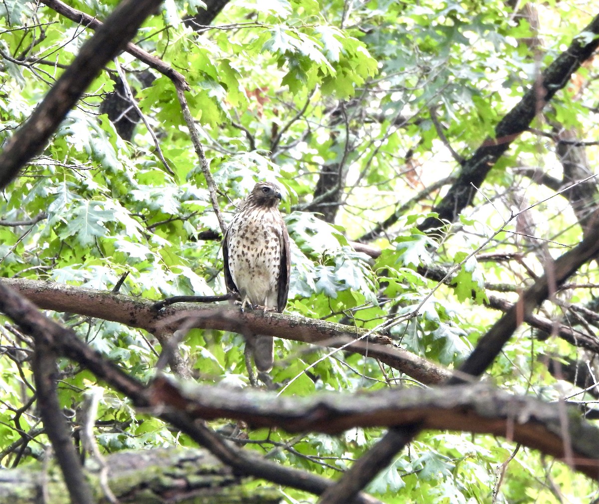 eBird Checklist - 20 Sep 2023 - Burnidge Forest Preserve - 32 species ...