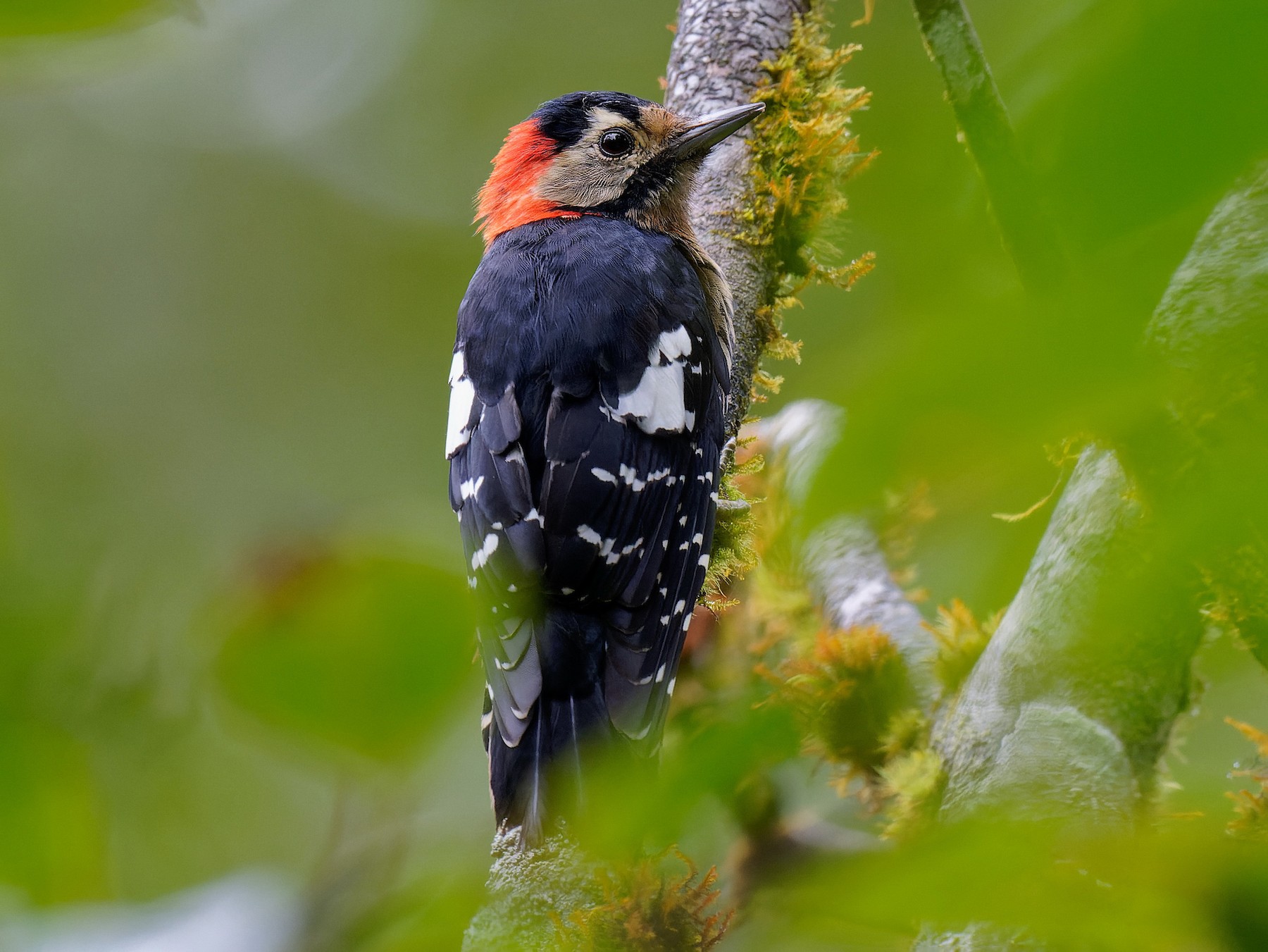 Crimson-naped Woodpecker - eBird