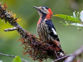 Crimson-naped Woodpecker - eBird