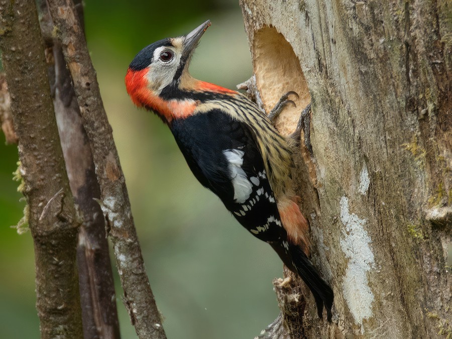 Crimson-breasted Woodpecker (Crimson-naped Woodpecker) - eBird