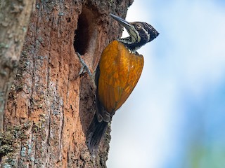 Malabar Flameback - eBird