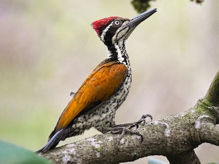 Malabar Flameback - eBird