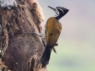 Malabar Flameback - eBird