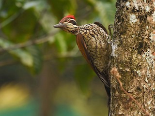 Malabar Flameback - eBird