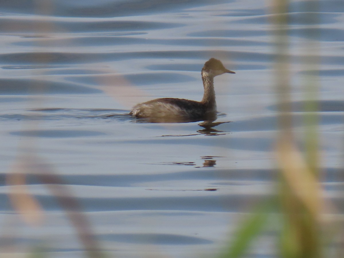 eBird Checklist - 20 Sep 2023 - Horicon NWR--Hwy. 49 (Dodge Co.) - 15 ...