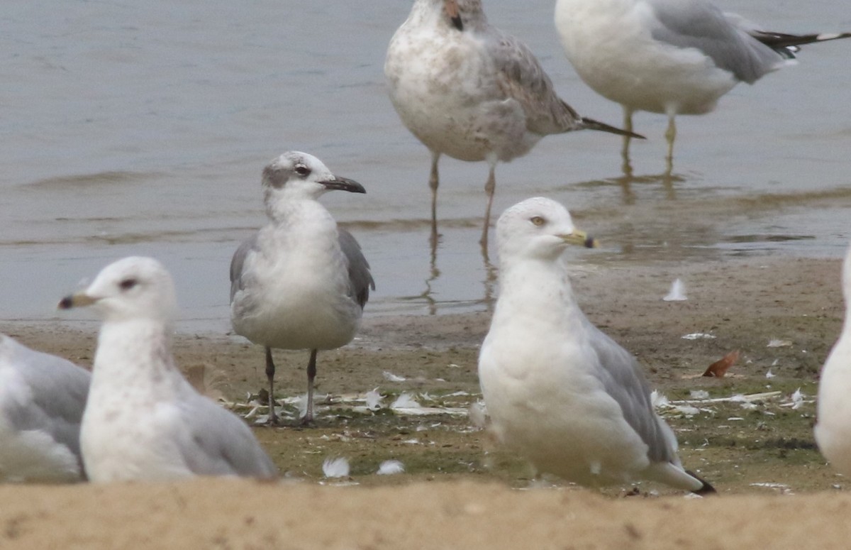 eBird Checklist - 20 Sep 2023 - Lake Springfield--Beach House - 17 species
