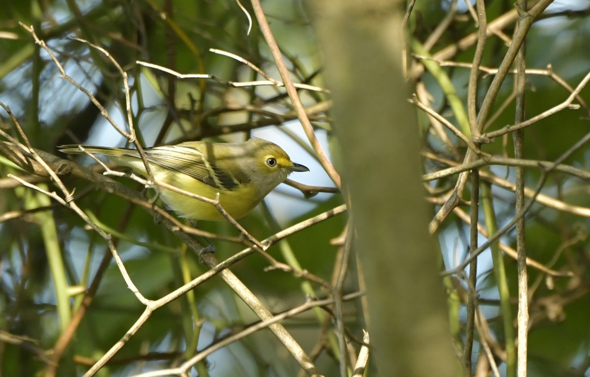eBird Checklist - 19 Sep 2023 - Silver Lake Park/Nature Center - 2 species