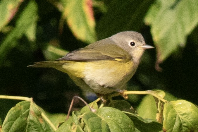 eBird Checklist - 20 Sep 2023 - Ashland Nature Center and Hawk Watch ...