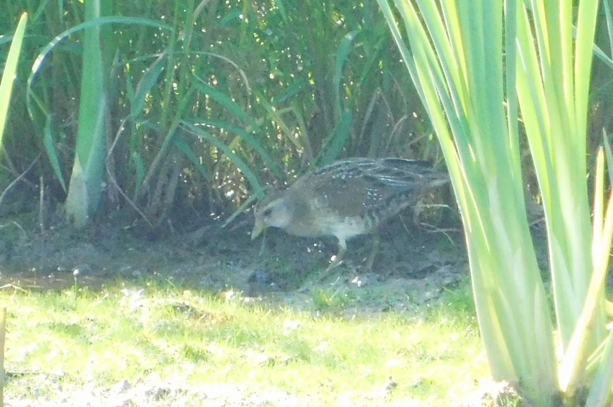 eBird Checklist - 20 Sep 2023 - Round Valley Recreation Area - 53 ...